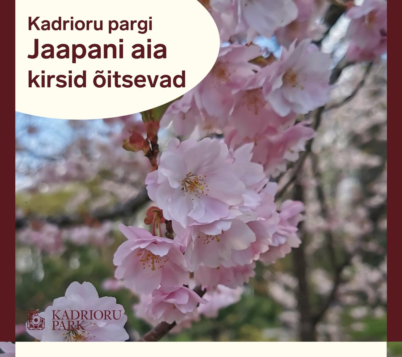 Kadrioru pargi Jaapani aed on kirsiõites — Kadrioru Park